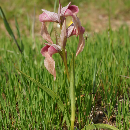 Neglected Serapias (Serapias Neglecta) Plant Care & How to Grow, Water
