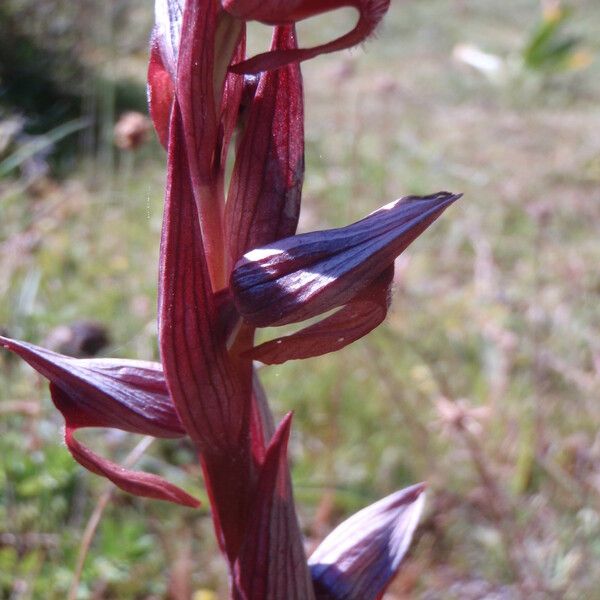 Serapias X Broeckii Care Guide: Water, Soil & Propagation - Plantiary
