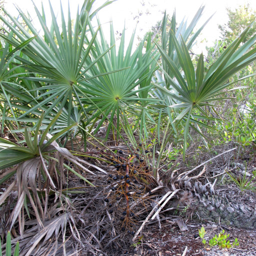 Saw Palmetto (Serenoa Repens) Plant Care & How to Grow, Water