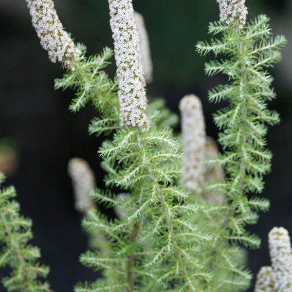 Karoo Snakebush (Seriphium Cinereum) Care Guide: Water, Soil ...
