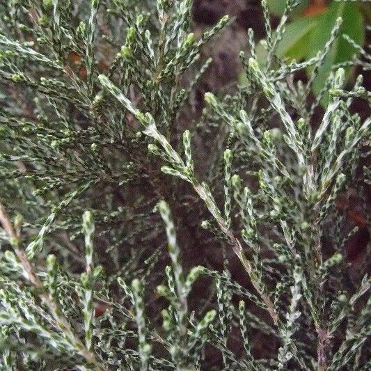 Seriphium Passerinoides Care Guide: Water, Soil & Propagation - Plantiary