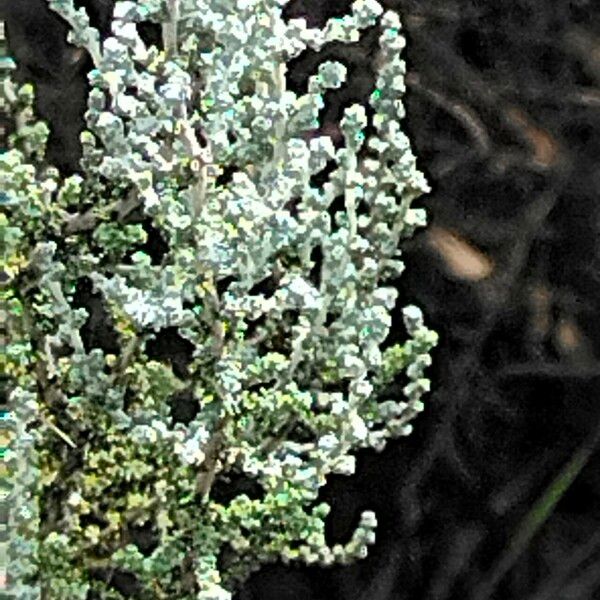 Bankrupt Bush (Seriphium Plumosum) Care Guide: Water, Soil ...