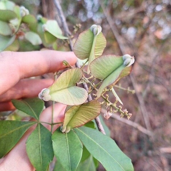 Serjania Lethalis Care Guide: Water, Soil & Propagation - Plantiary