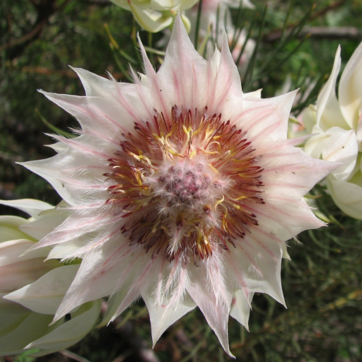 Blushing Bride (Serruria Florida) Plant Care & How to Grow, Water