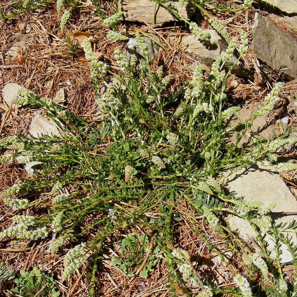 Corn Mignonette (Sesamoides Pygmaea) Plant Care & How to Grow, Water