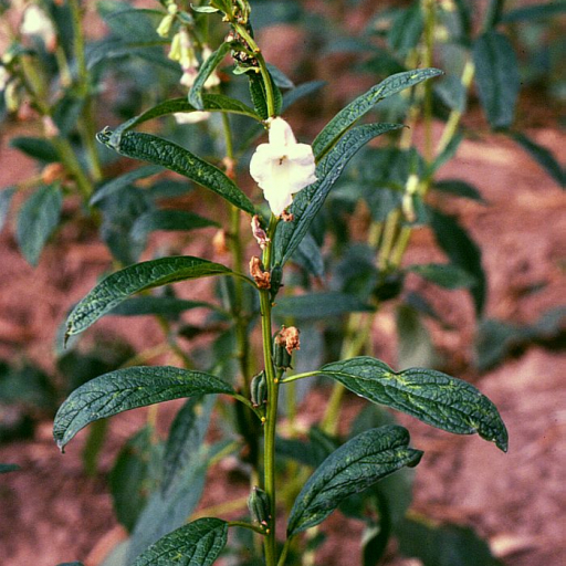 Sesame (Sesamum Indicum) Plant Care & How to Grow, Water