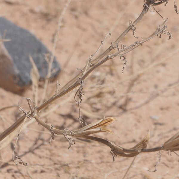 Wild Sesame (Sesamum Triphyllum) Plant Care & How to Grow, Water