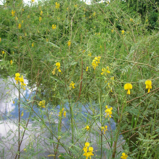 Prickly Sesban (Sesbania Bispinosa) Plant Care & How to Grow, Water