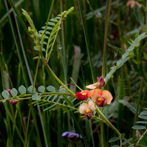 Bagpod (Sesbania Vesicaria) Plant Care & How to Grow, Water