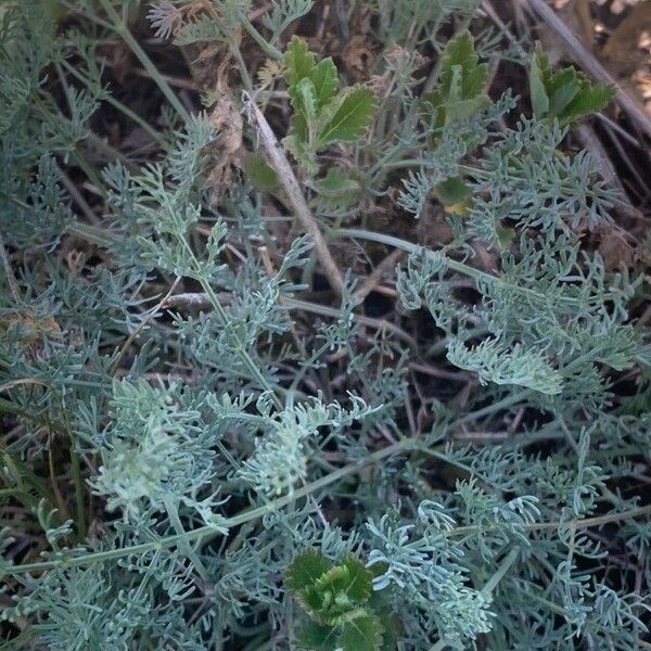 Horse Fennel (Seseli Hippomarathrum) Plant Care & How to Grow, Water
