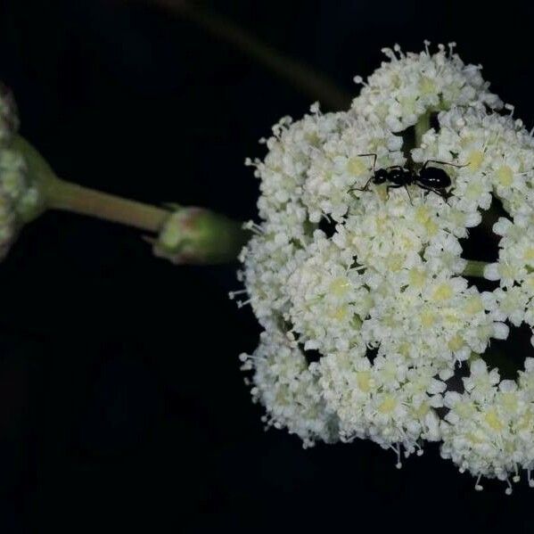 Seseli Leucospermum Care Guide: Water, Soil & Propagation - Plantiary
