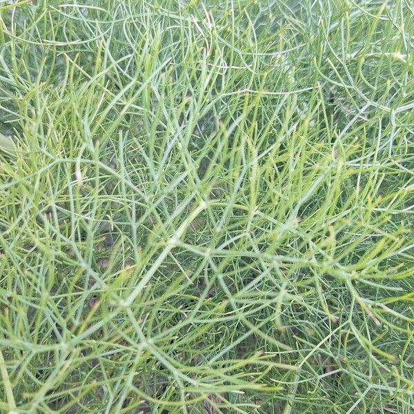 Seseli Parnassicum Care Guide: Water, Soil & Propagation - Plantiary