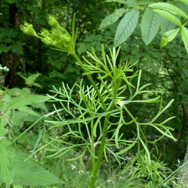 Seseli Peucedanoides Care Guide: Water, Soil & Propagation - Plantiary