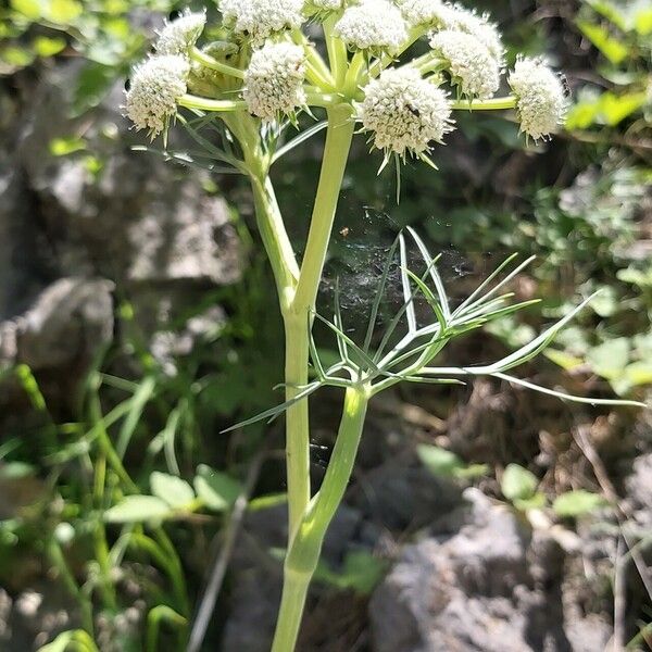 Seseli Rigidum Plant Care & How to Grow, Water