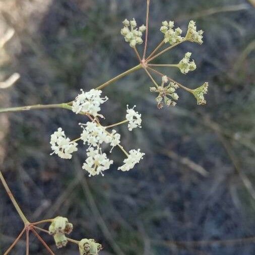 Seseli Varium Plant Care & How to Grow, Water