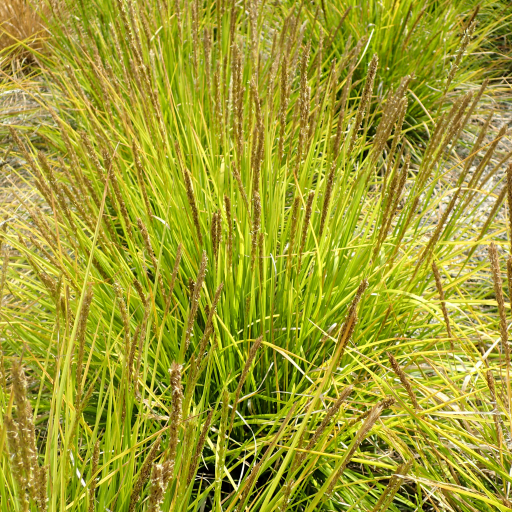 Autumn Moor Grass (Sesleria Autumnalis) Plant Care & How to Grow, Water
