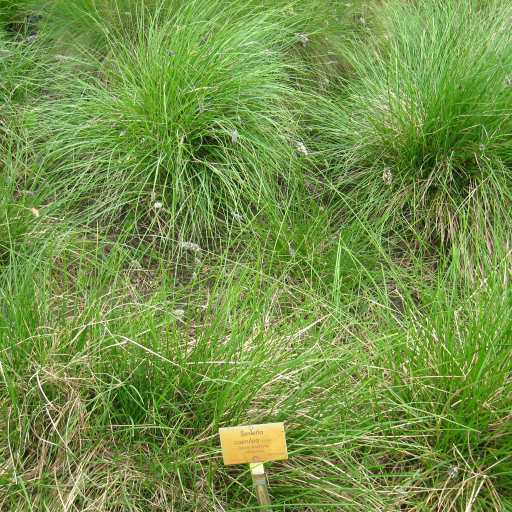 Blue Moor Grass (Sesleria Caerulea) Plant Care & How to Grow, Water