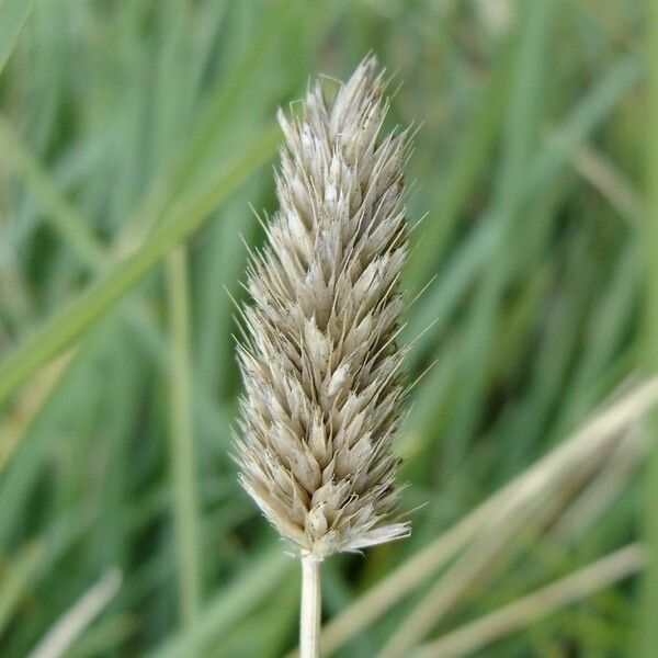 Sesleria Nitida Plant Care & How to Grow, Water