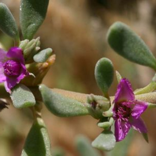 Verrucose Seapurslane (Sesuvium Verrucosum) Care Guide: Water, Soil ...