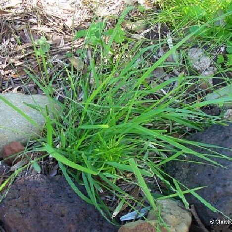 Setaria Elegantula Plant Care & How to Grow, Water