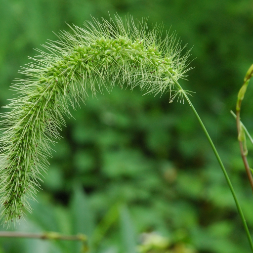 Japanese Bristlegrass (Setaria Faberi) Plant Care & How to Grow, Water