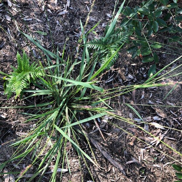 Setaria Gausa Plant Care & How to Grow, Water