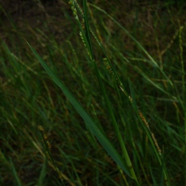Egyptian Panicgrass (Setaria Geminata) Plant Care & How to Grow, Water