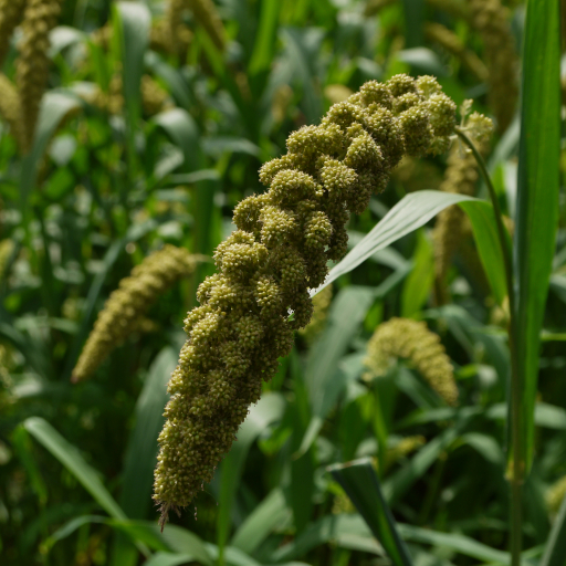 Foxtail Millet (Setaria Italica) Plant Care & How to Grow, Water