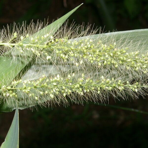 Setaria Liebmannii Plant Care & How to Grow, Water