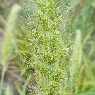 Plains Bristle Grass (Setaria Macrostachya) Care Guide: Water, Soil ...