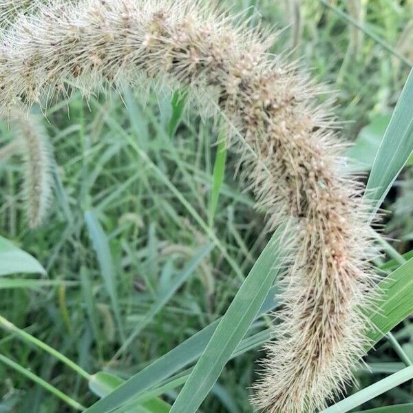Giant Bristle Grass (Setaria Magna) Plant Care & How to Grow, Water