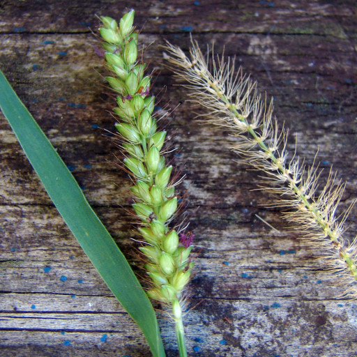 Knotroot Bristle Grass (Setaria Parviflora) Plant Care & How to Grow, Water