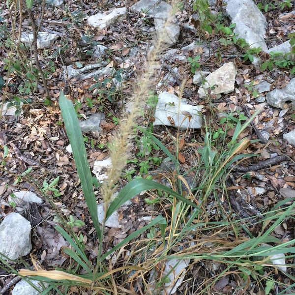 Southwestern Bristle Grass (Setaria Scheelei) Plant Care & How to Grow ...