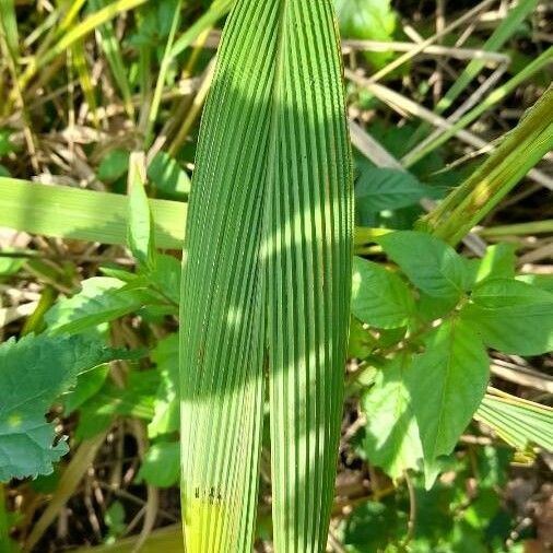 Broad-Leaved Bristlegrass (Setaria Sulcata) Plant Care & How to Grow, Water
