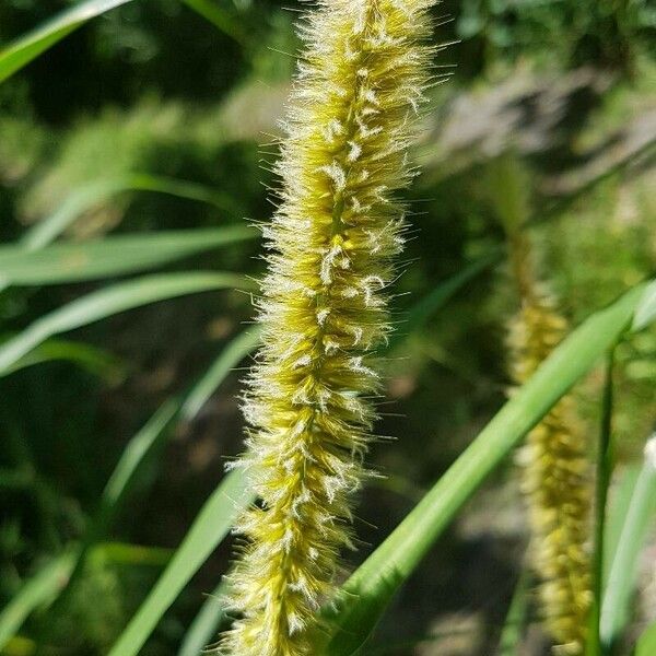 Setaria Tenax Plant Care & How to Grow, Water