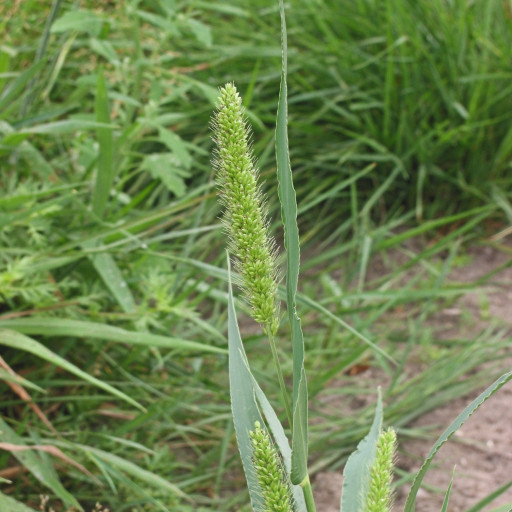 Green Foxtail (Setaria Viridis) Plant Care & How to Grow, Water