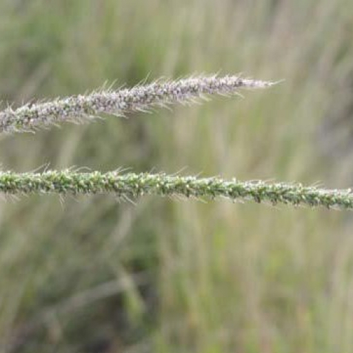 Plains Bristlegrass (Setaria Vulpiseta) Plant Care & How to Grow, Water