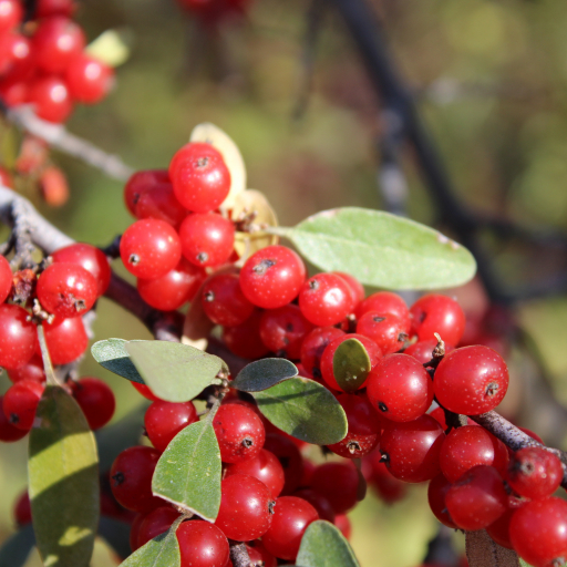 Russet Buffaloberry (Shepherdia Canadensis) Plant Care & How to Grow, Water
