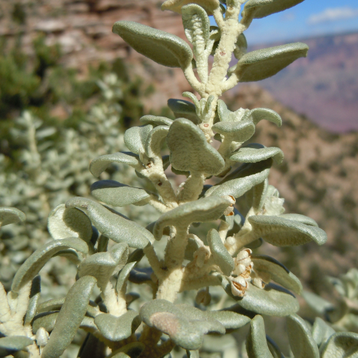 Silverscale (Shepherdia Rotundifolia) Plant Care & How to Grow, Water