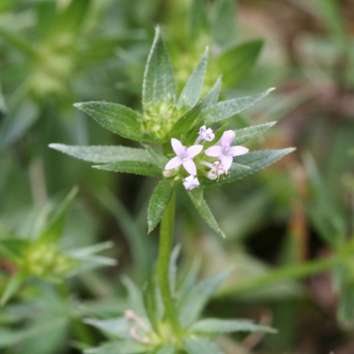 Blue Field-madder (Sherardia Arvensis) Plant Care & How to Grow, Water