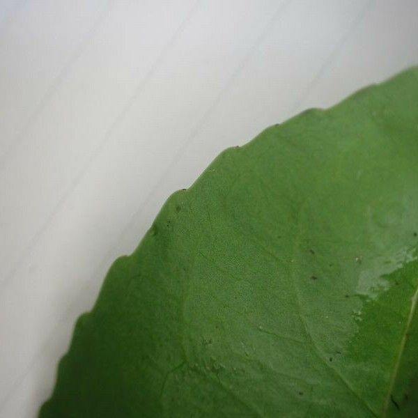 Jumping-Seed Tree (Shirakiopsis Elliptica) Care Guide: Water, Soil ...