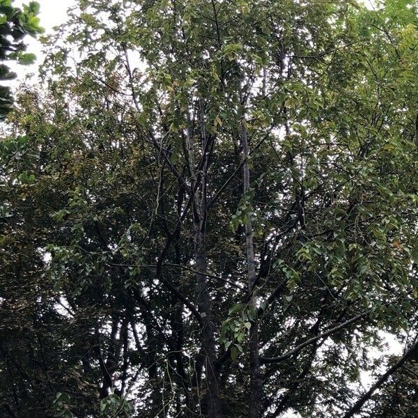 Dark Red Meranti (Shorea Acuminata) Plant Care & How to Grow, Water