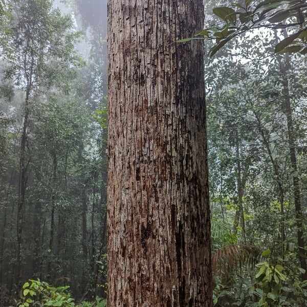 Dark Red Meranti (Shorea Curtisii) Plant Care & How to Grow, Water