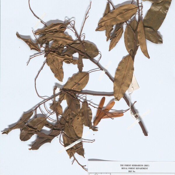Shorea Gratissima Care Guide: Water, Soil & Propagation - Plantiary