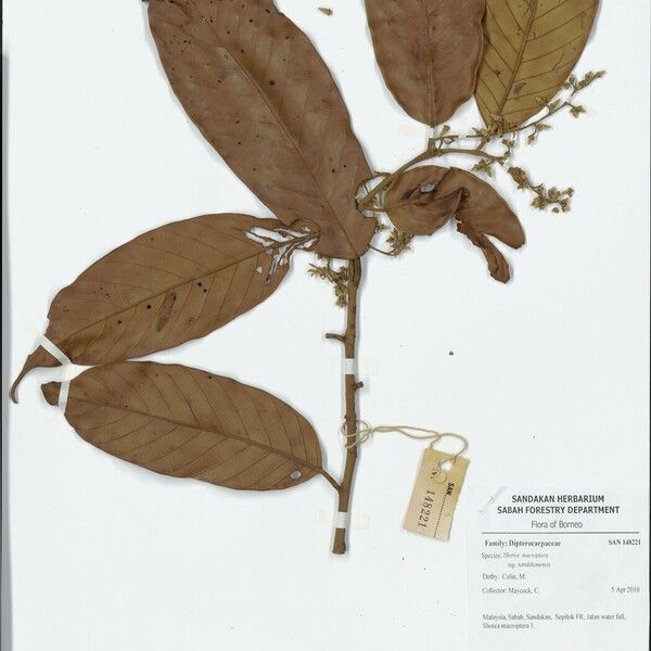 Shorea Macroptera Plant Care & How to Grow, Water