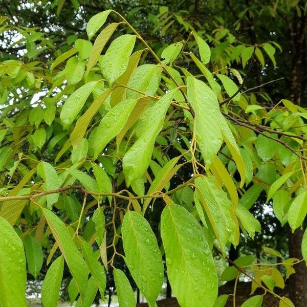 Yellow Meranti (Shorea Multiflora) Plant Care & How to Grow, Water