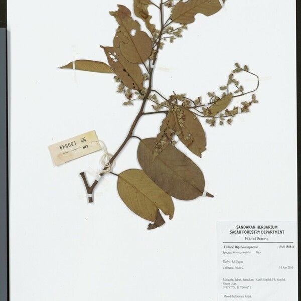 Light-Red Meranti (Shorea Parvifolia) Plant Care & How to Grow, Water