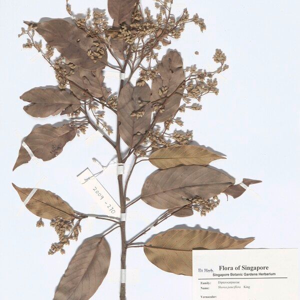 Dark Red Meranti (Shorea Pauciflora) Plant Care & How to Grow, Water