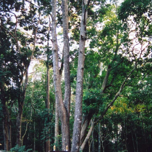 White Meranti (Shorea Roxburghii) Plant Care & How to Grow, Water