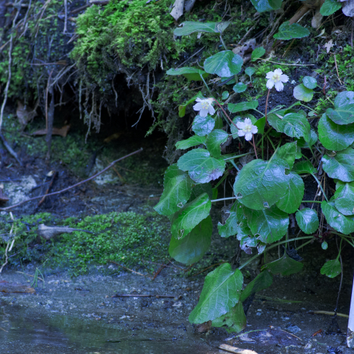 Oconee Bells (Shortia Galacifolia) Plant Care & How to Grow, Water
